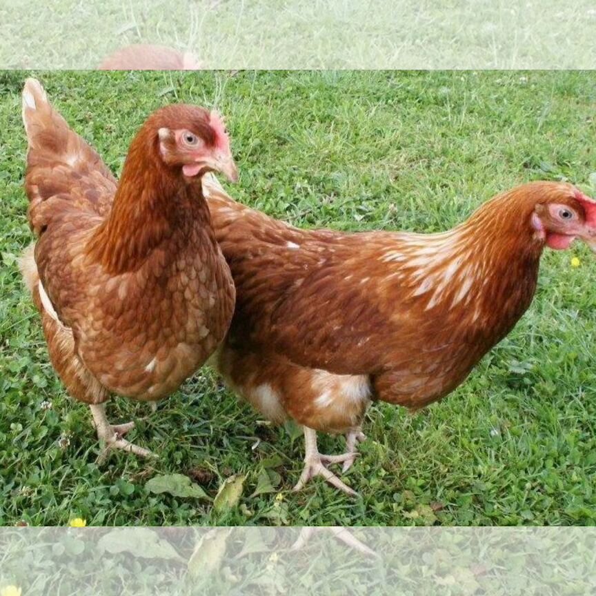 Куры несушки продам