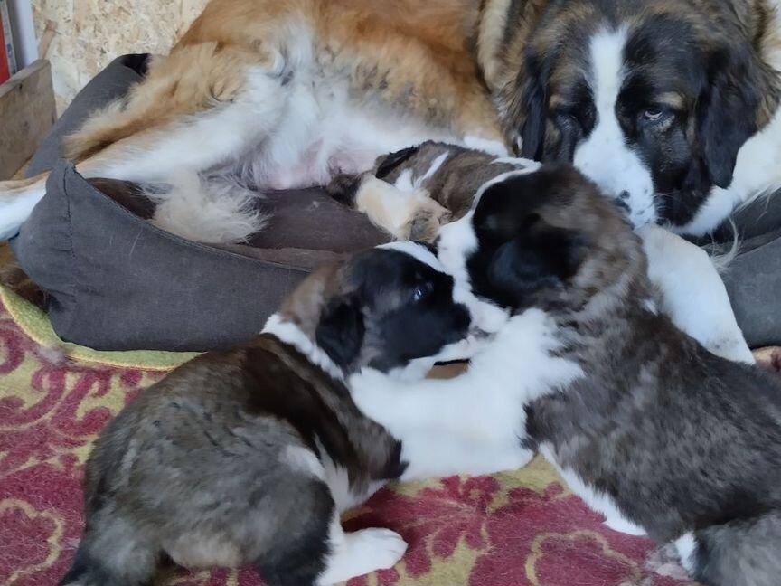 Московская сторожевая