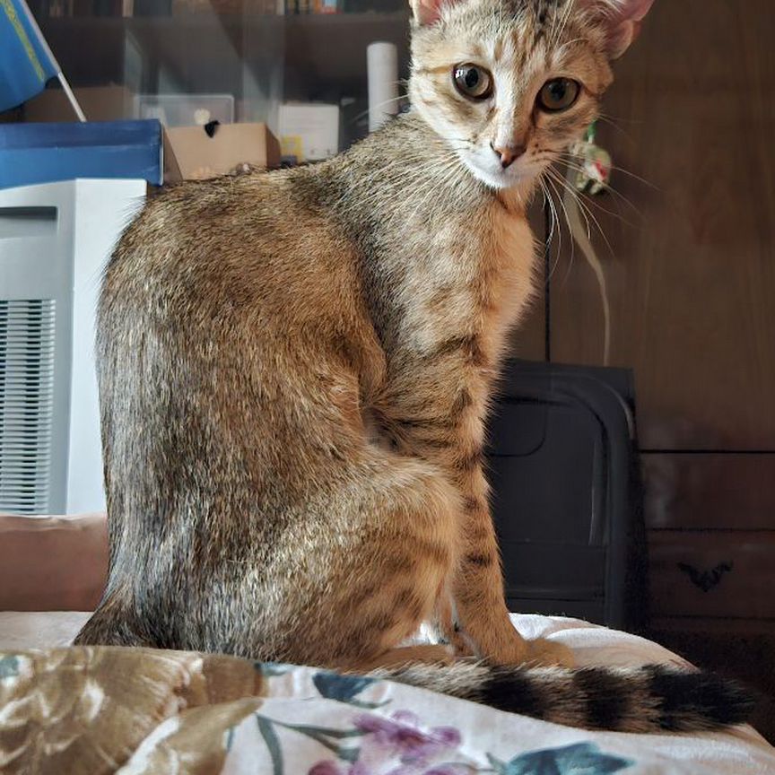 Потерялась кошка