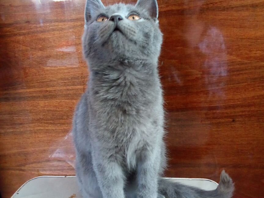Котенок Марс