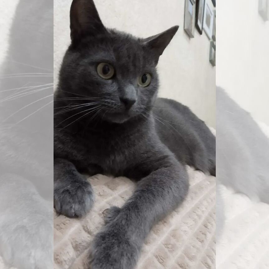 Кошка