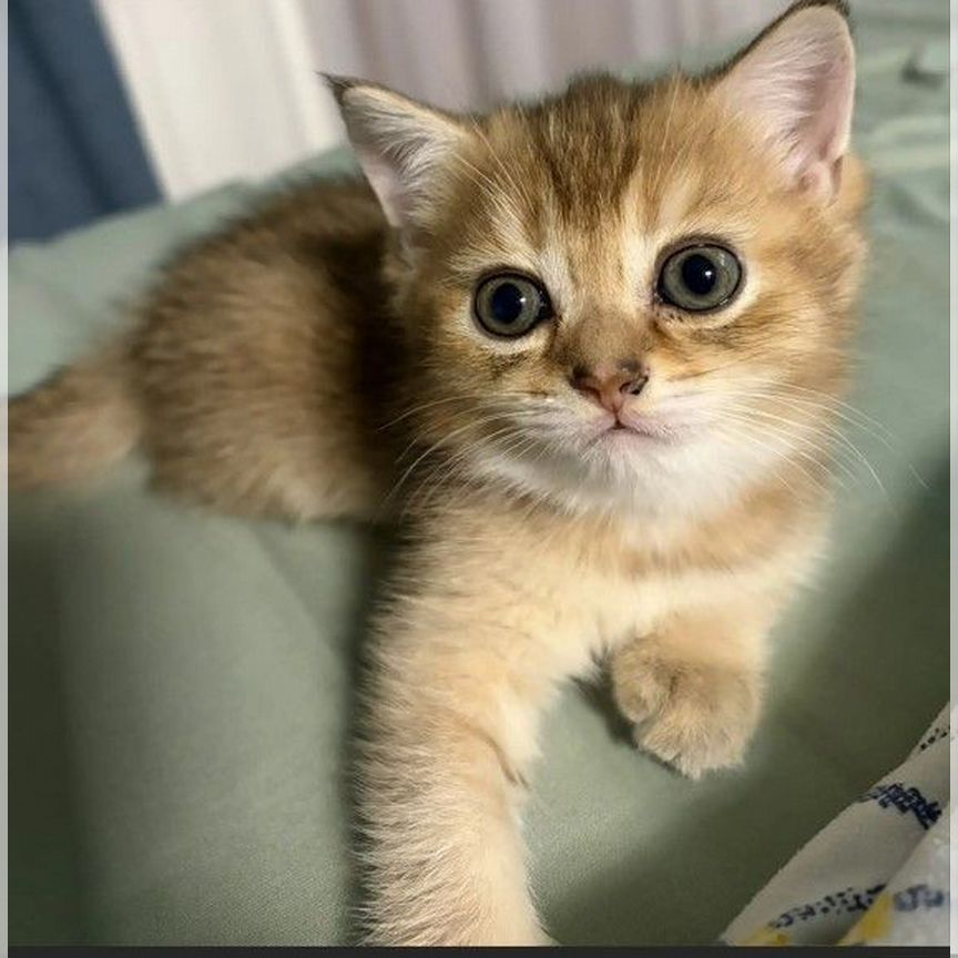 Шотландский вислоухий короткошёрстный котёнок
