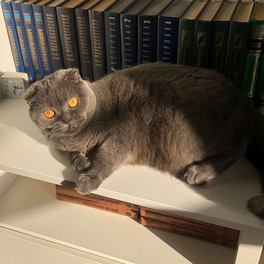 Шотландская вислоухая короткошёрстная кошка, взрослая