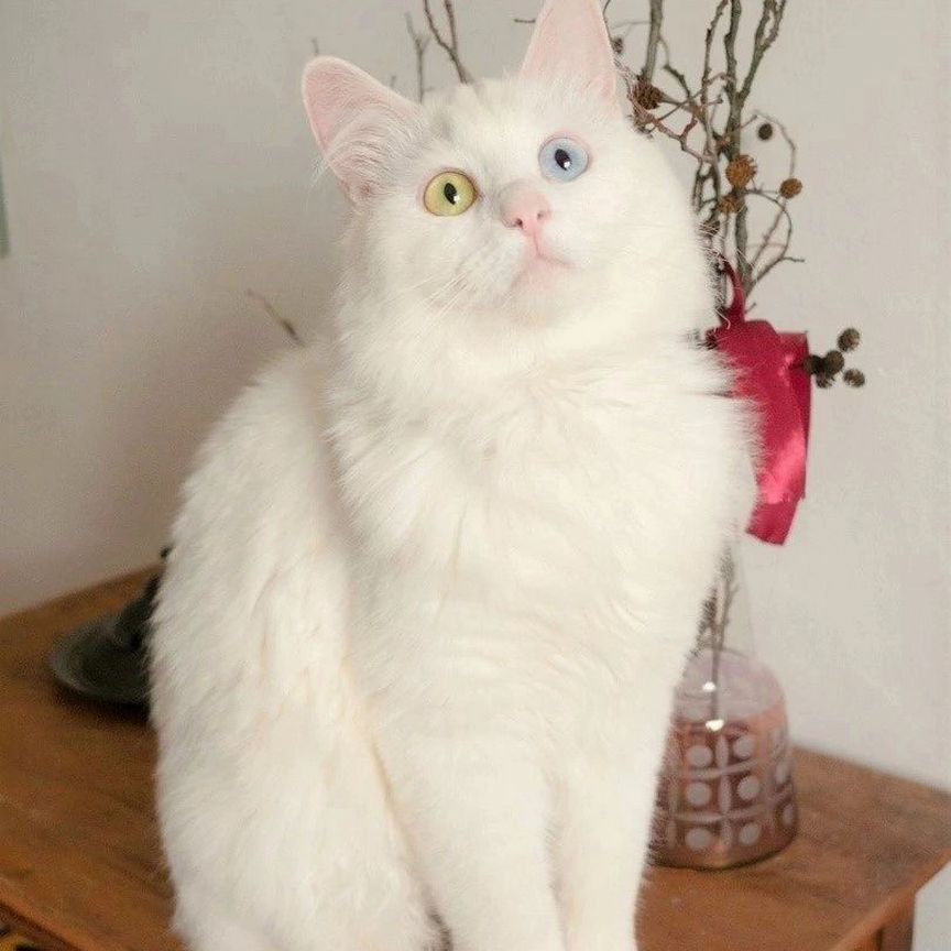 Сметана нужна кому