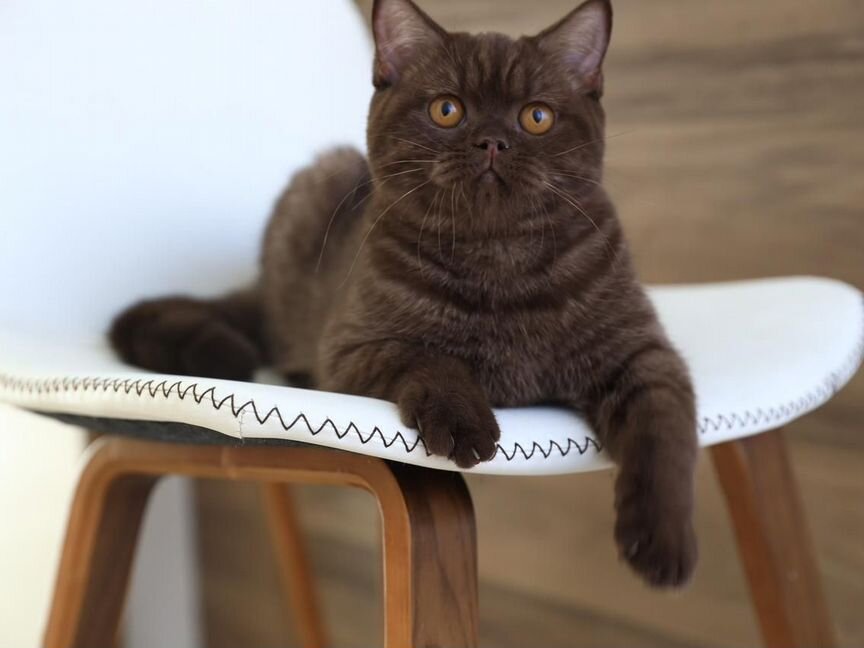 Британская девочка