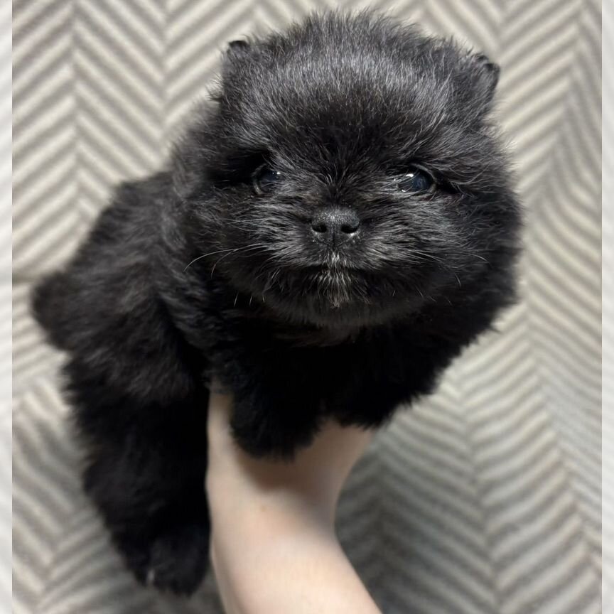 Померанский шпиц, щенок