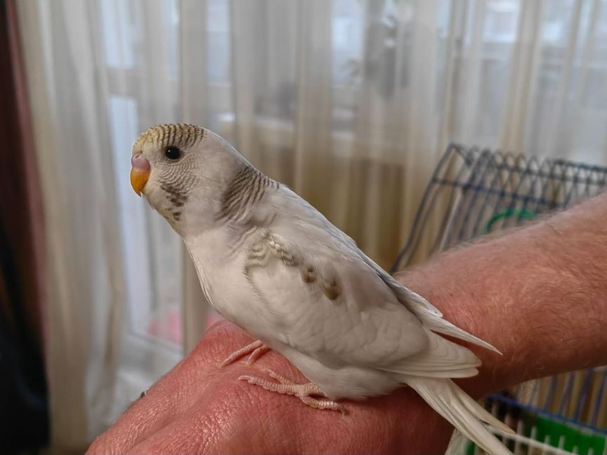 Птенцы волнистый попугай