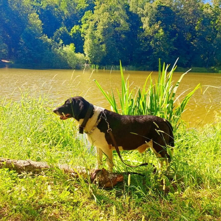 Собака в добрые руки бесплатно