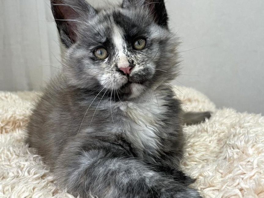 Котята мейн-кун