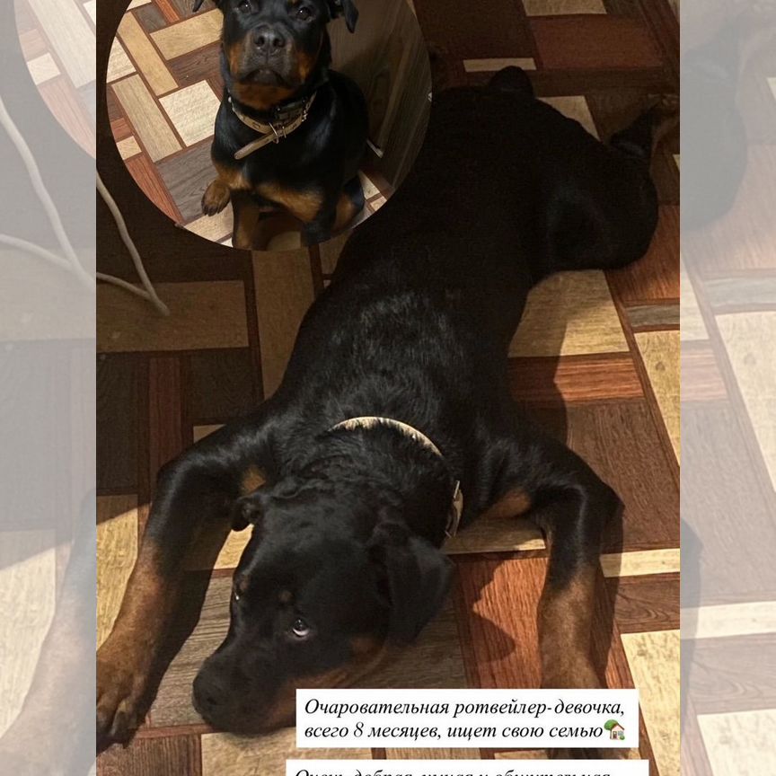 Ротвейлер, щенок