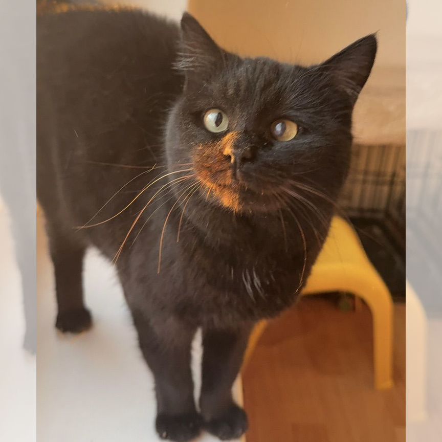 Британская короткошёрстная кошка, взрослая