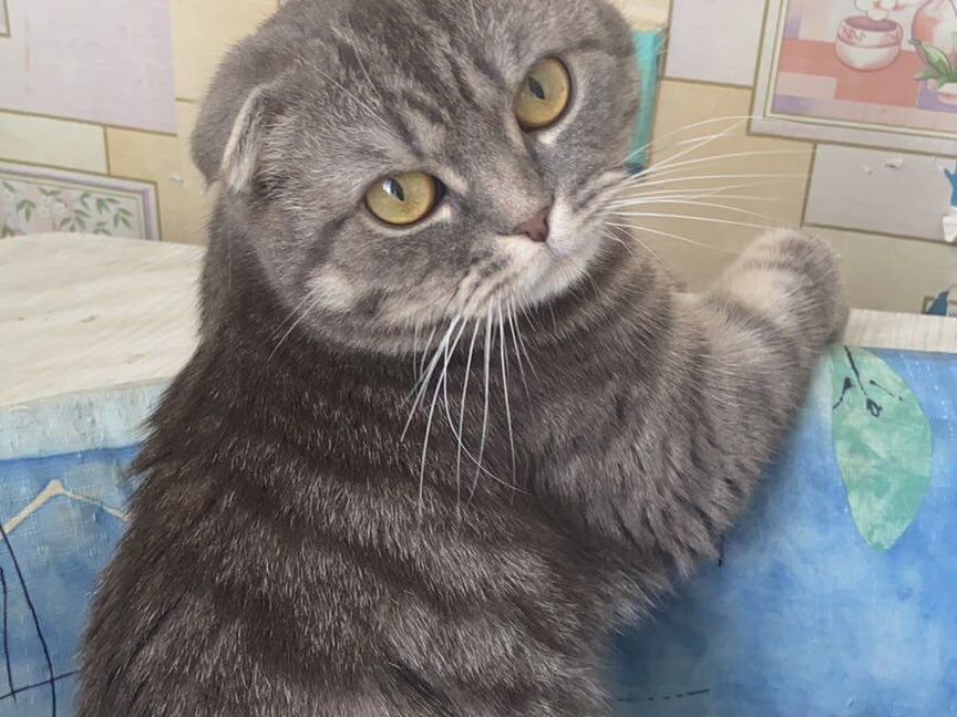 Шотландская вислоухая кошка бесплатно