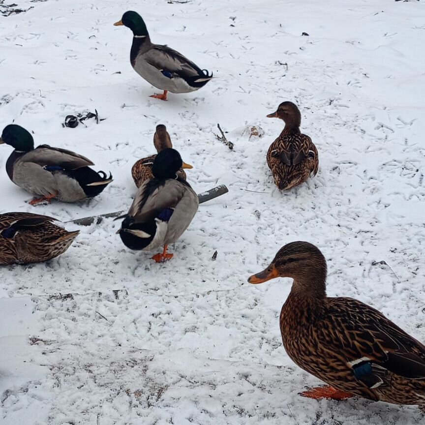 Дикие утки и селезни