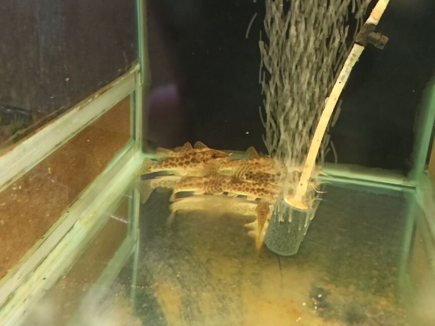 Африканский сом жираф