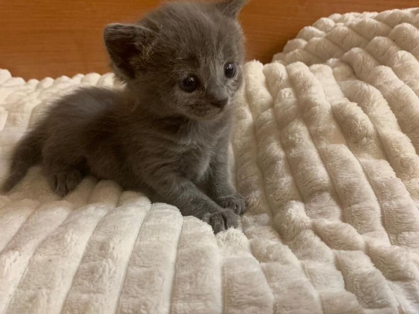 Британский котик