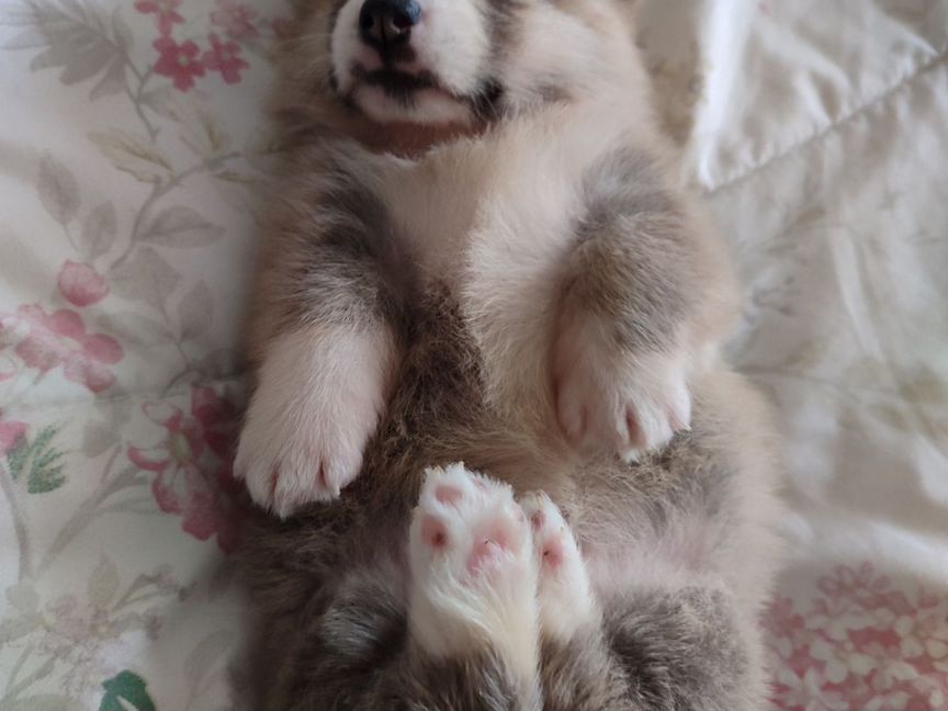 Вельш-корги пемброк. Мальчик