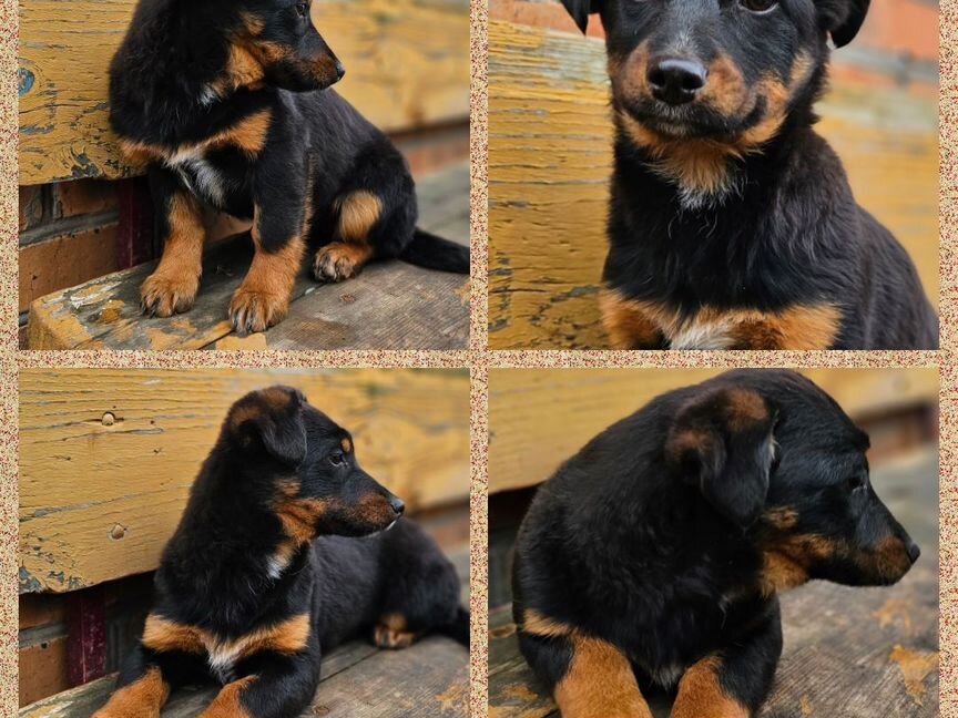 Щенок, 4 месяца, красивая, полупародная, крепкая