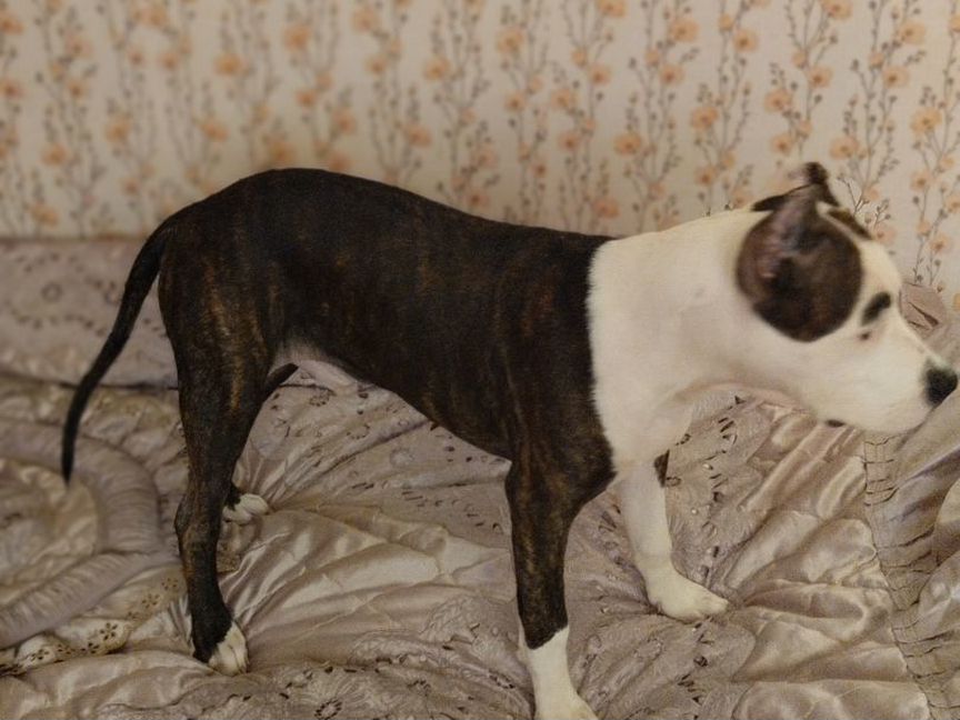 Продажа собак