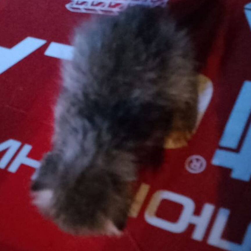 Помощь маленькому котёнку