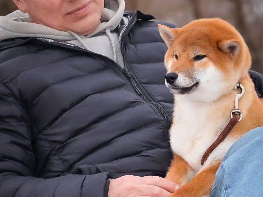 Сиба малыш 4мес