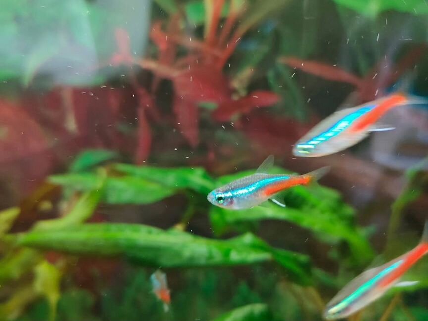 Аквариумные рыбки неоны