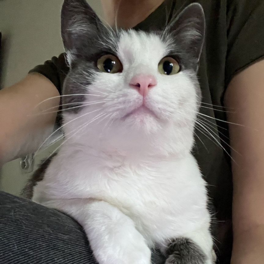 Котики бесплатно в добрые руки