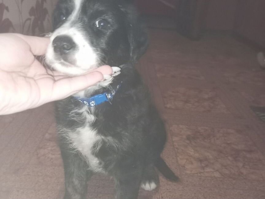 Собака в добрые руки