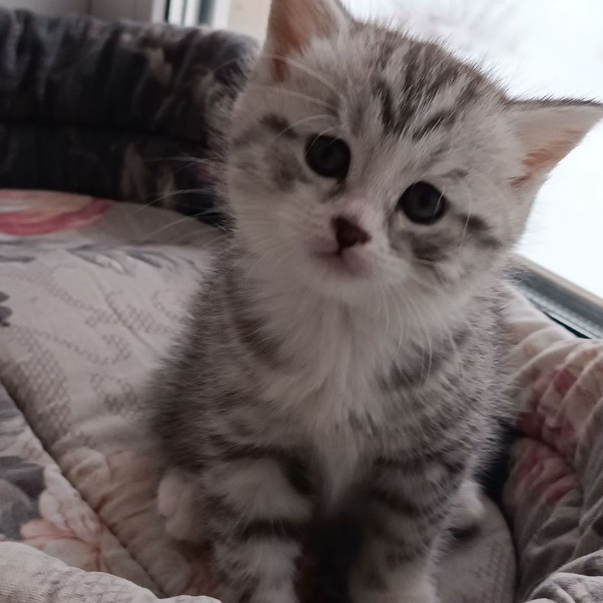 Котята вискас