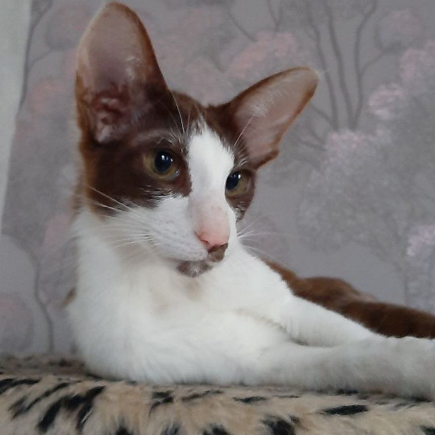 Ориентальный котёнок
