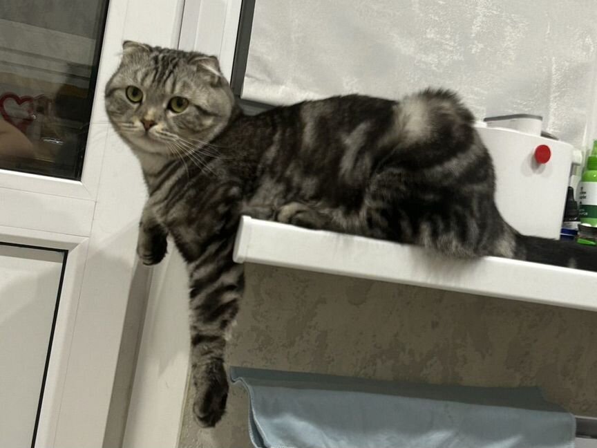 Шотландский вислоухий кот
