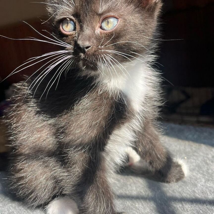 Котенок черненький с белой манишкой ждёт мам пап
