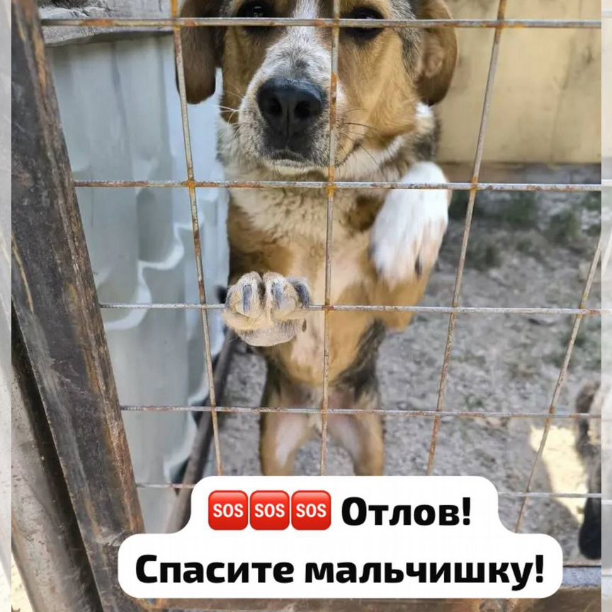 Взрослый пёс в добрые руки