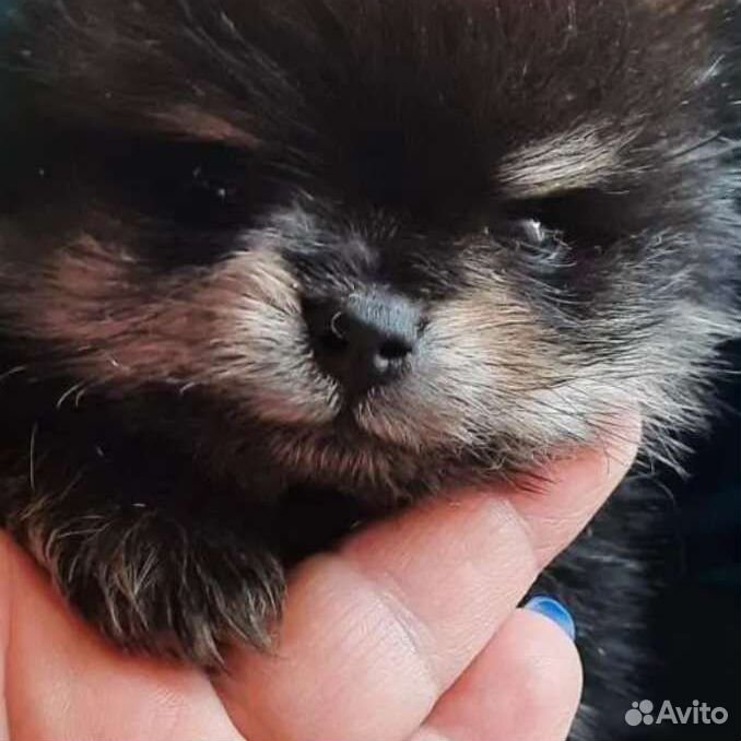 Шпиц девчушка