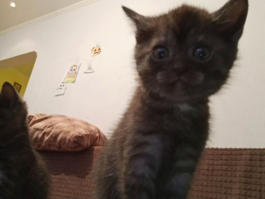 Котята в добрые руки. Ласковые, игривые и милые:)