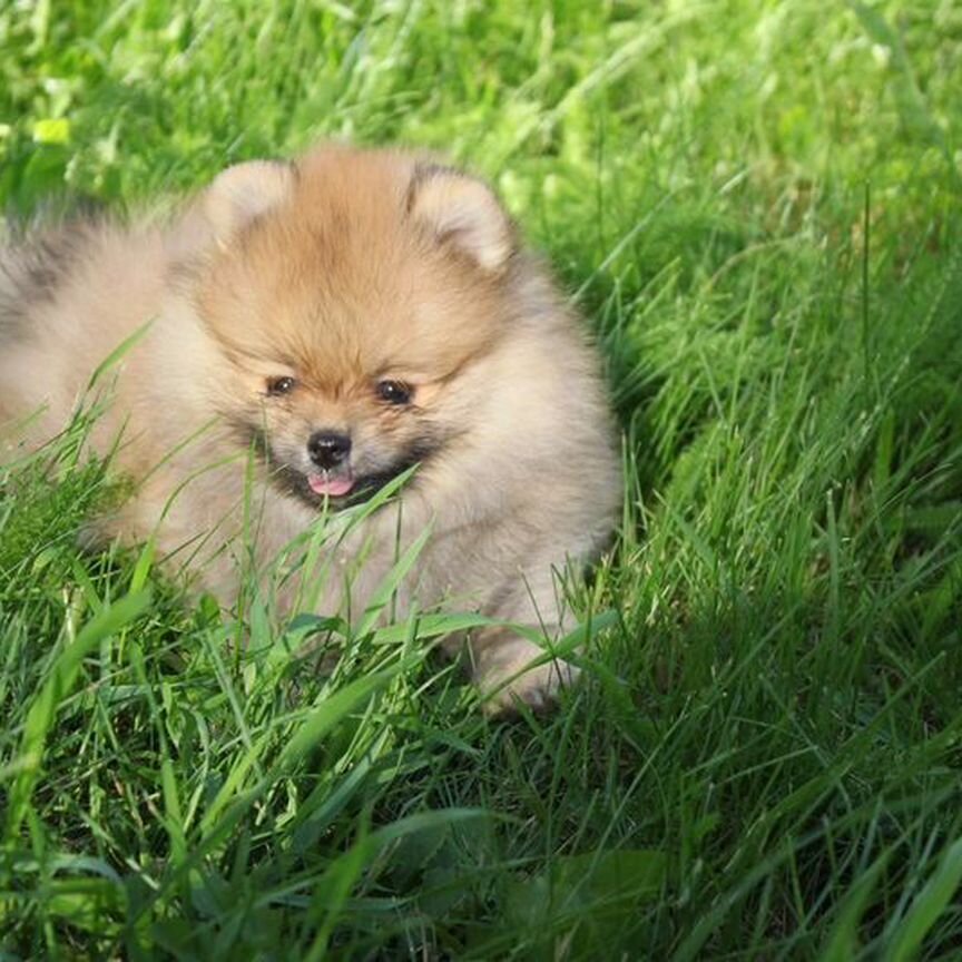 Шпиц Чудо мишки