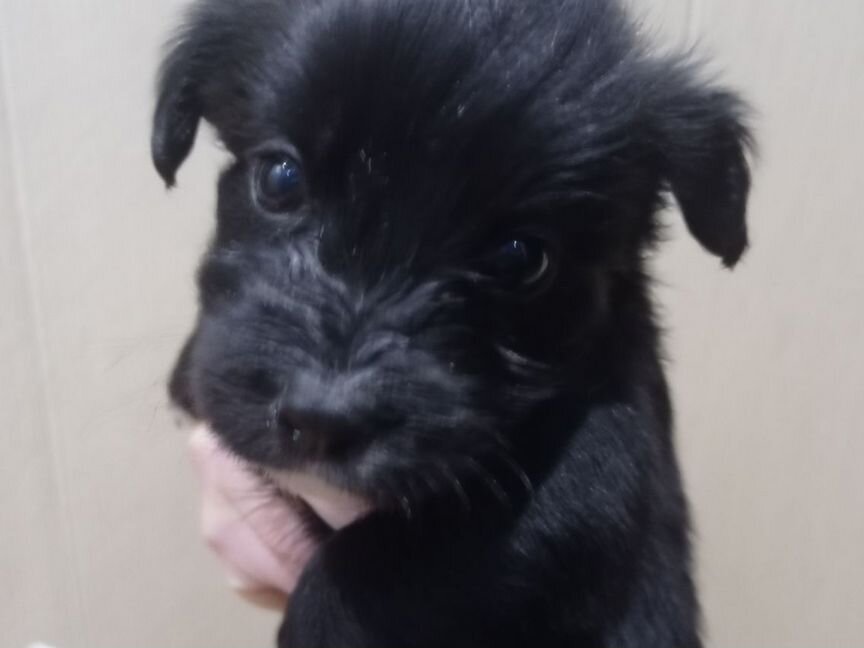 Щенки болонки