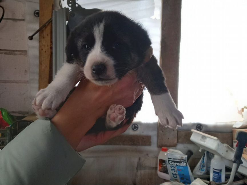 Щенки маленькой дворняжки