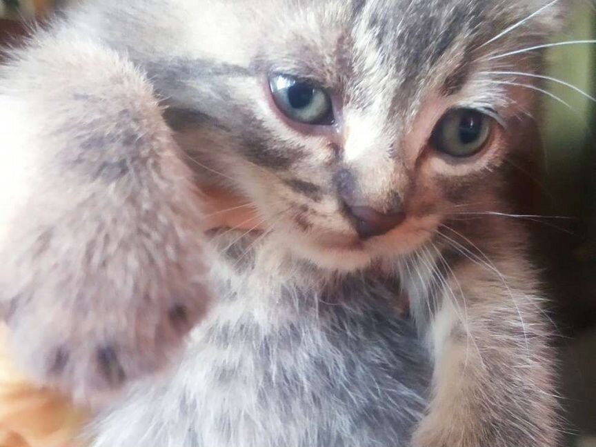 Шотладские котята