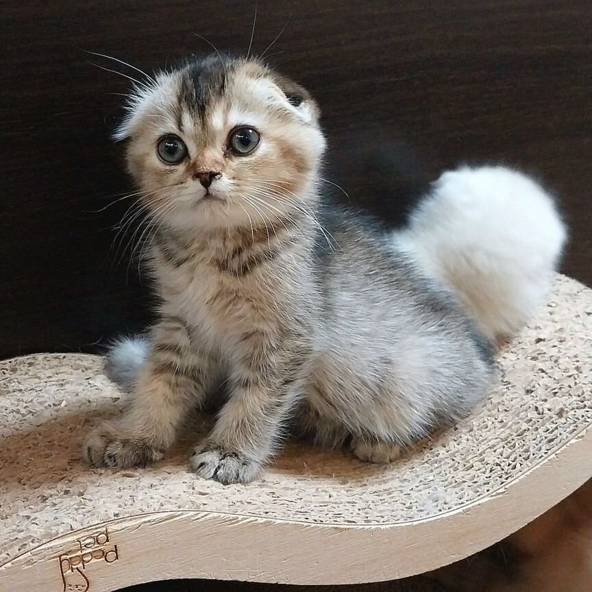 Шотландская девочка