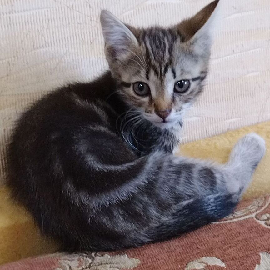 Котёнок в добрые руки