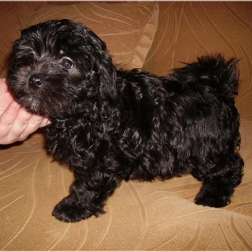 Продам щенка болонки