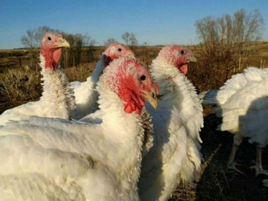 Индюки тушками