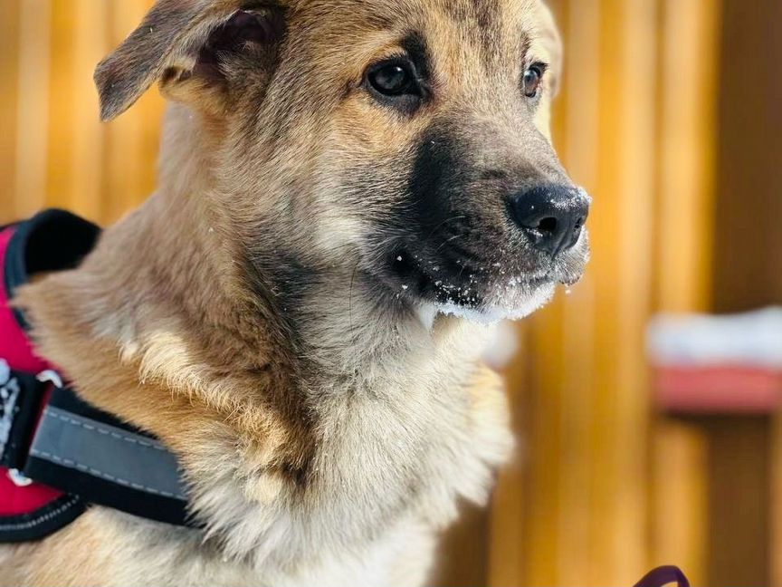 Отдам щенка (мальчика) в добрые руки