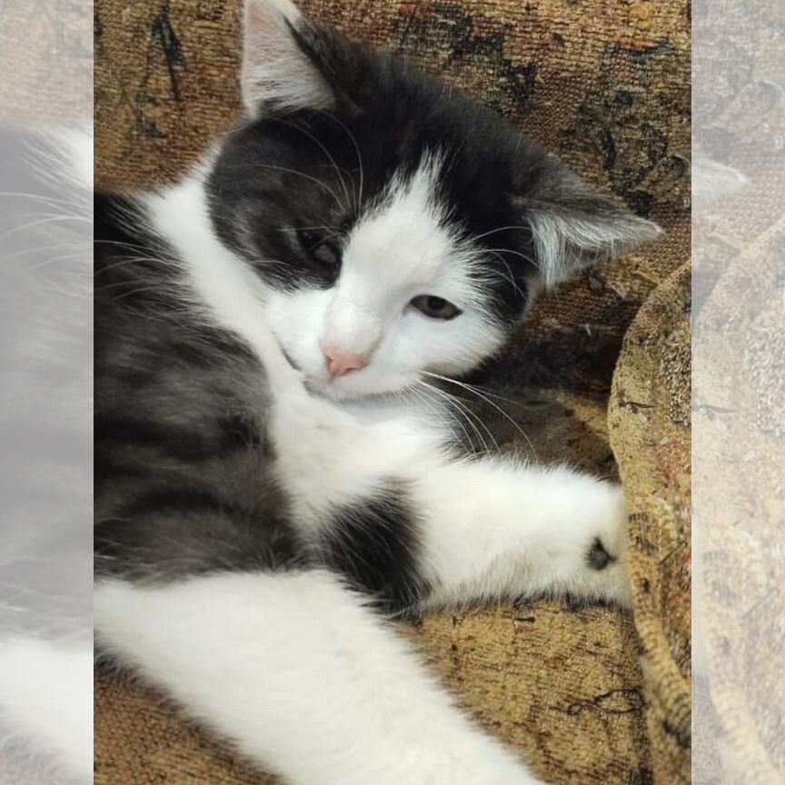 Котёнок