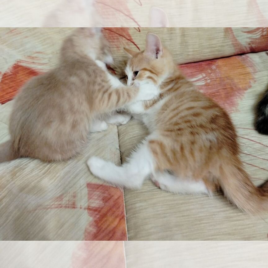 Котята рыжий и палевая