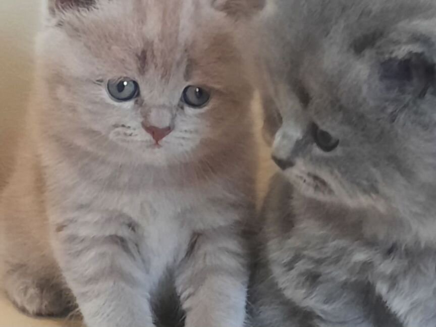 Шотландские котята