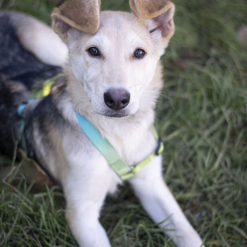 Щенок Манго ждет семью в приюте
