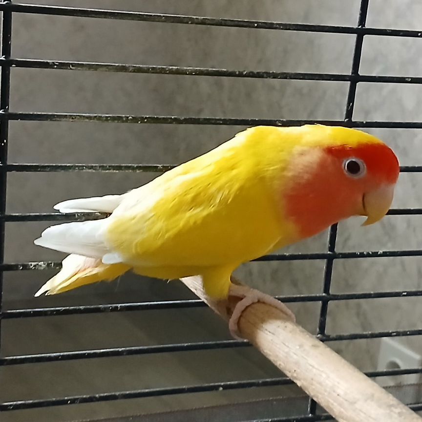 Попугай неразлучники