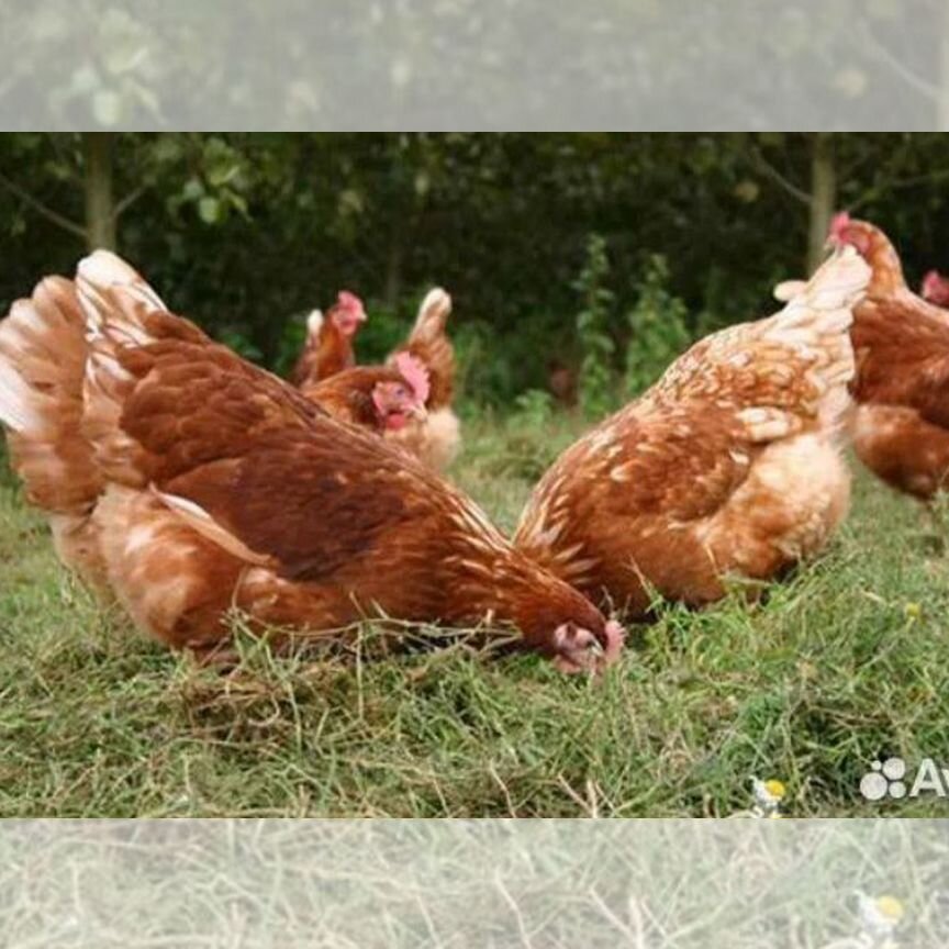 Куры несушки Ломан браун,Кубанская доставка беспл