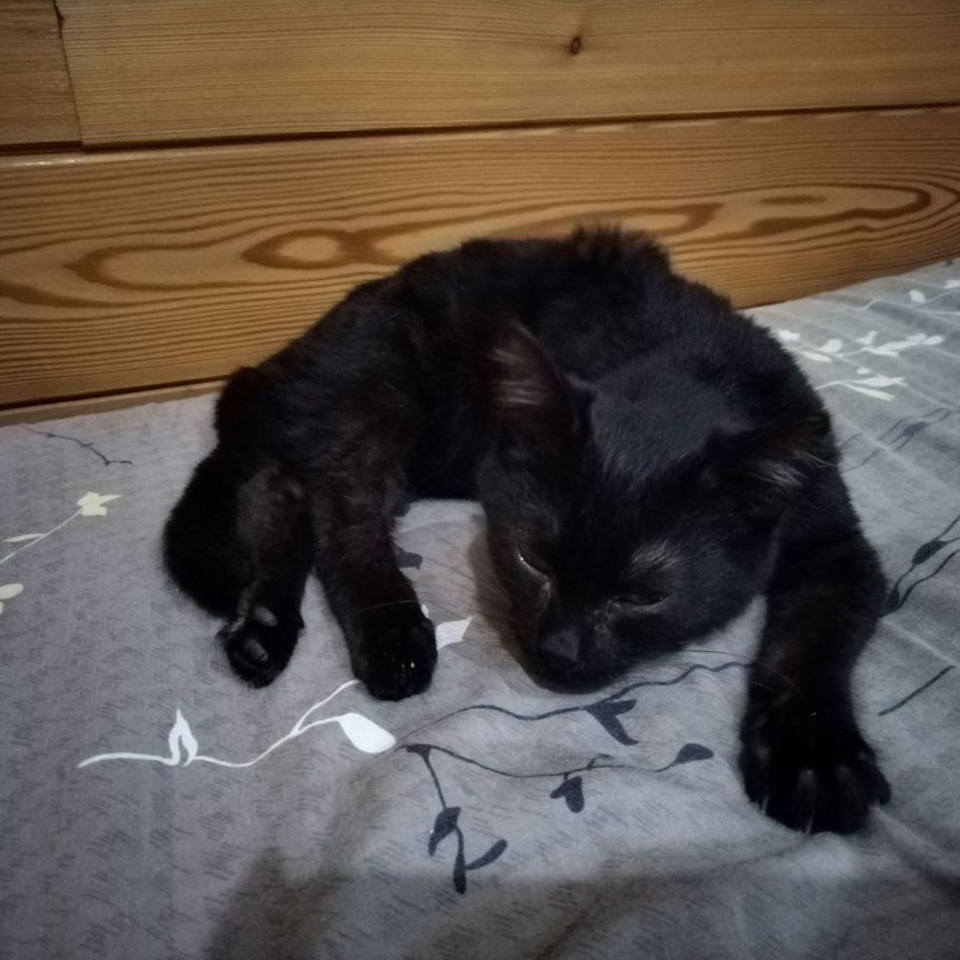 Котёнок